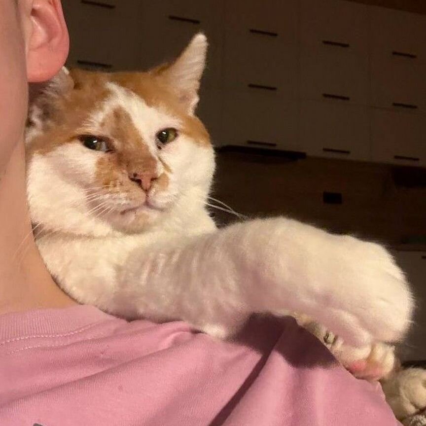 Взрослый кот в добрые руки