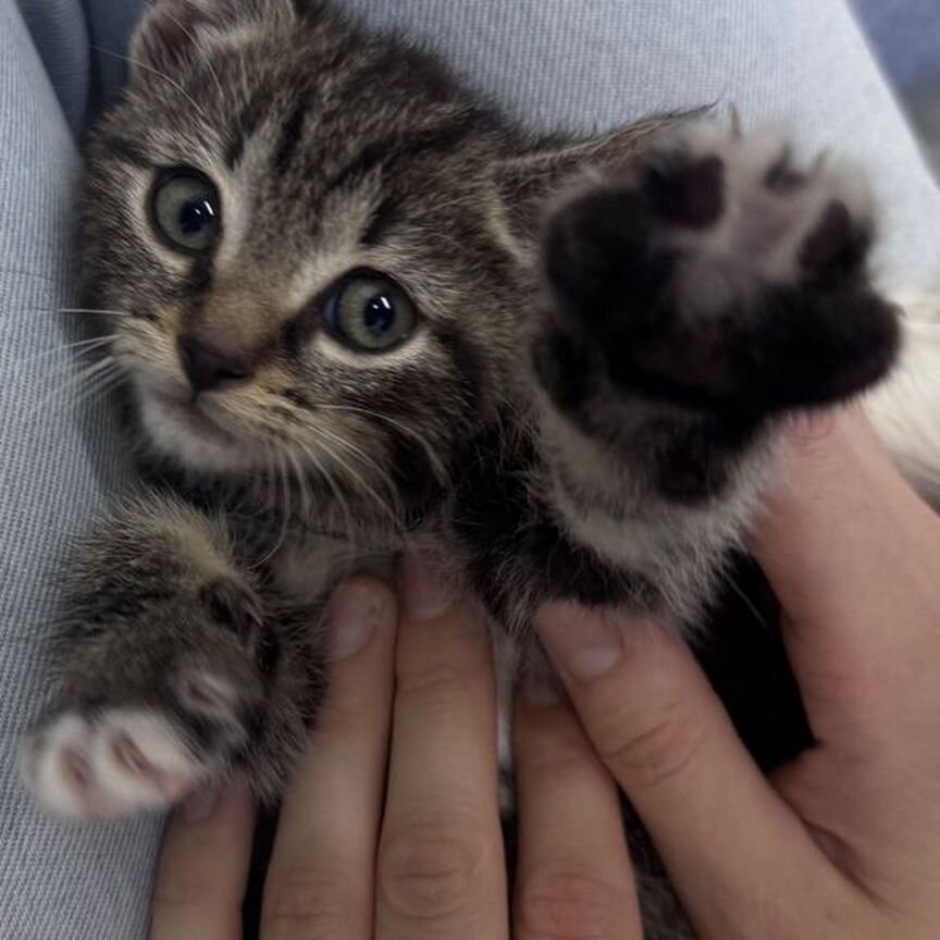 Котёнок в добрые руки