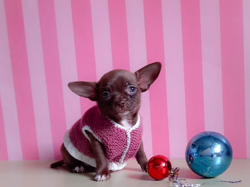 Чихуахуа, чудо мальчишка