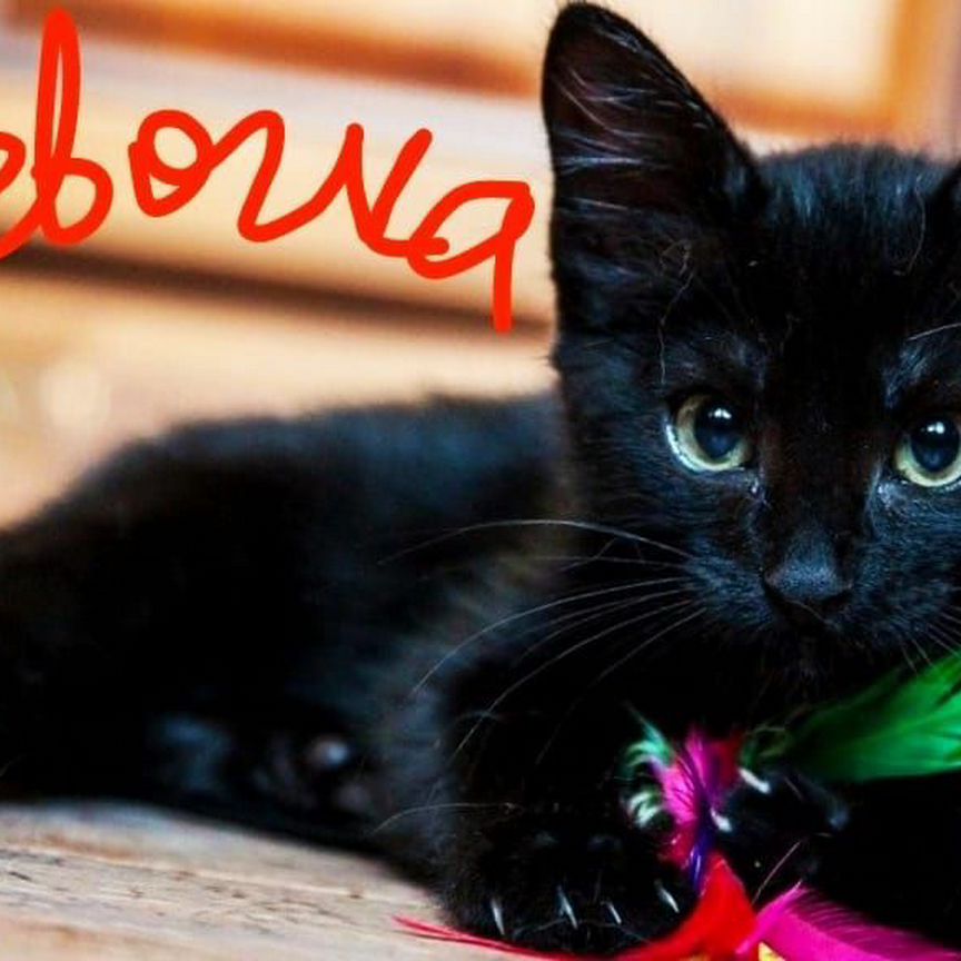 Котята чёрные, рыжие, чёрно-белые от 1,5 месяцев