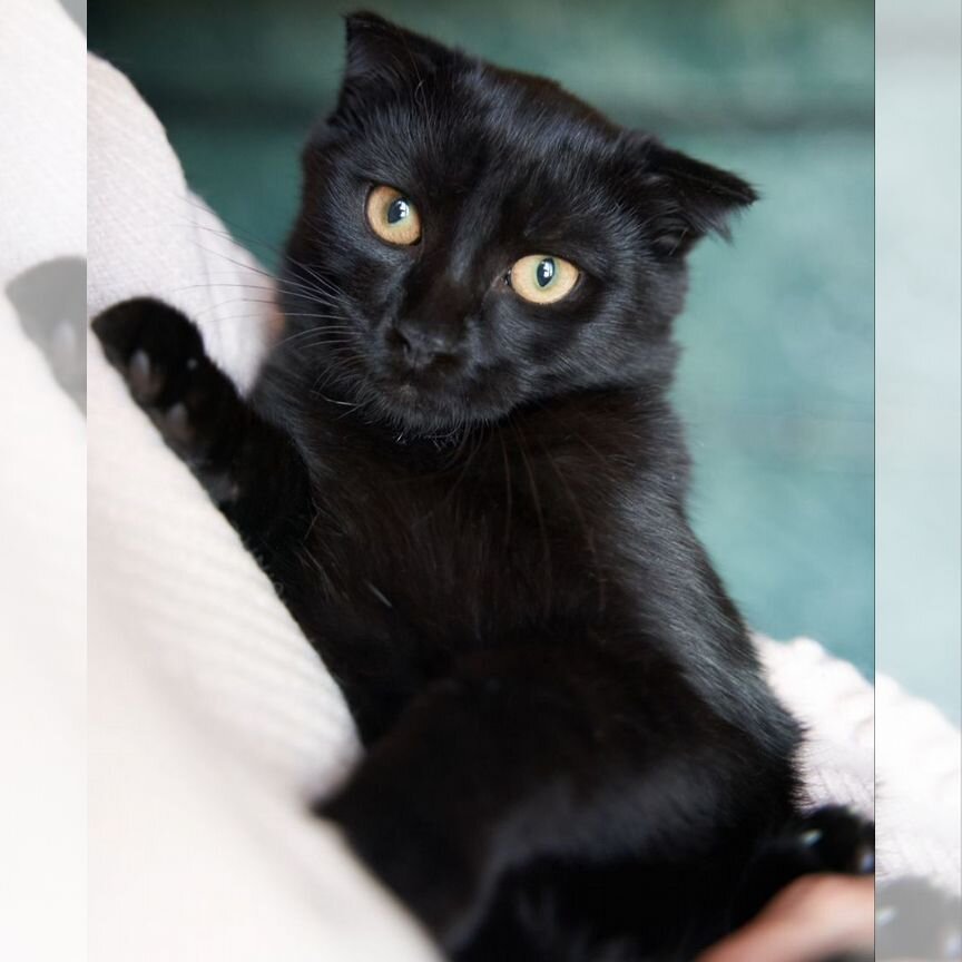 Шотландский вислоухий короткошёрстный котёнок