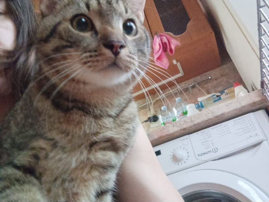 Отдам котенка в добрые руки