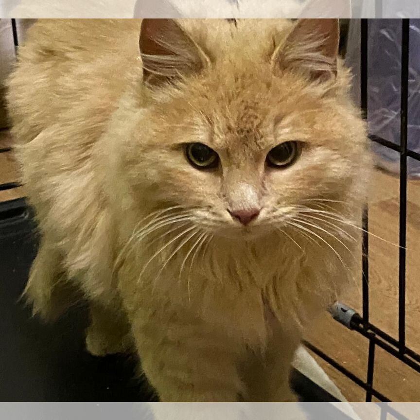Котенок в добрые ручки