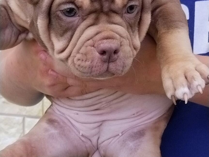 Дети американской булли