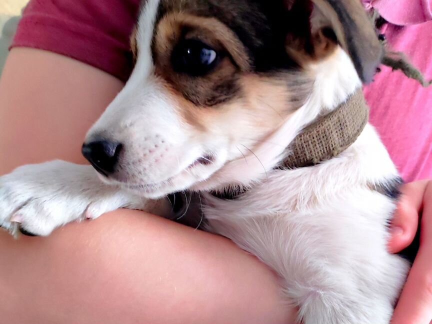 Щенок в добрые руки бесплатно