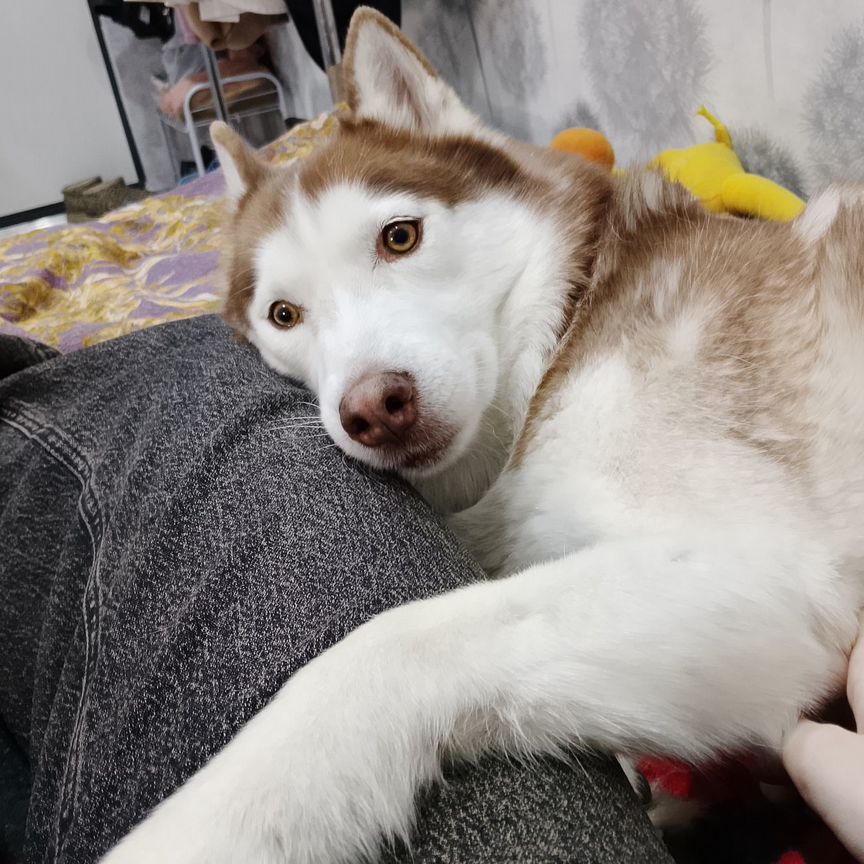 Сибирский хаски, взрослая собака