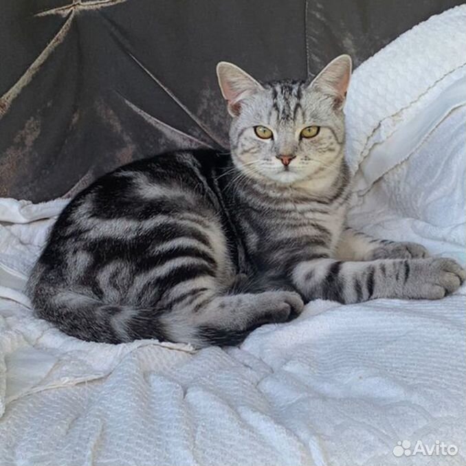 Американский короткошерстный Кот