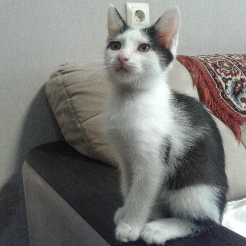 Черно-белый кото - ребенок (2,5 мес) в добрые руки