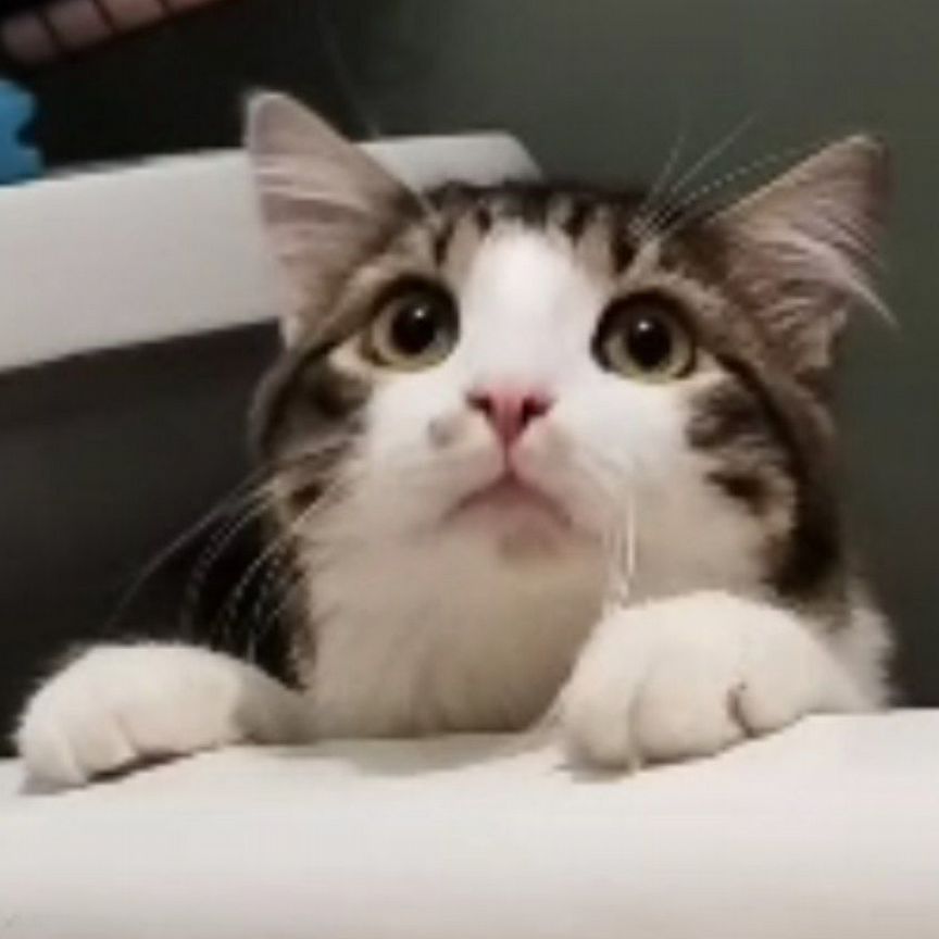 Котёнок от частного владельца