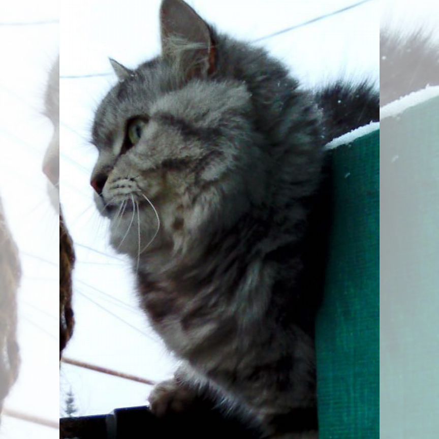 Сибирская, взрослая кошка