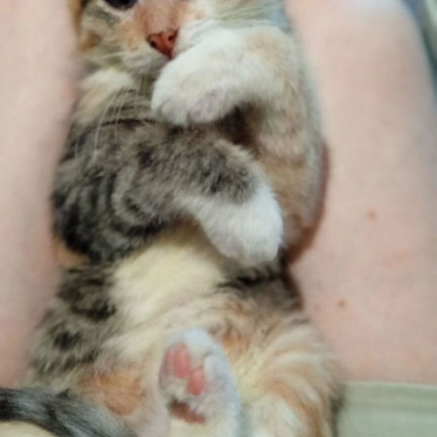 Инопланетный котенок, таких больше нет