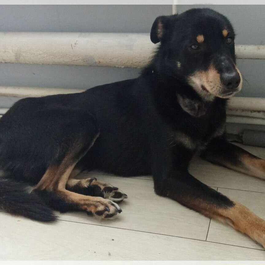 Мальтипу, взрослый пёс