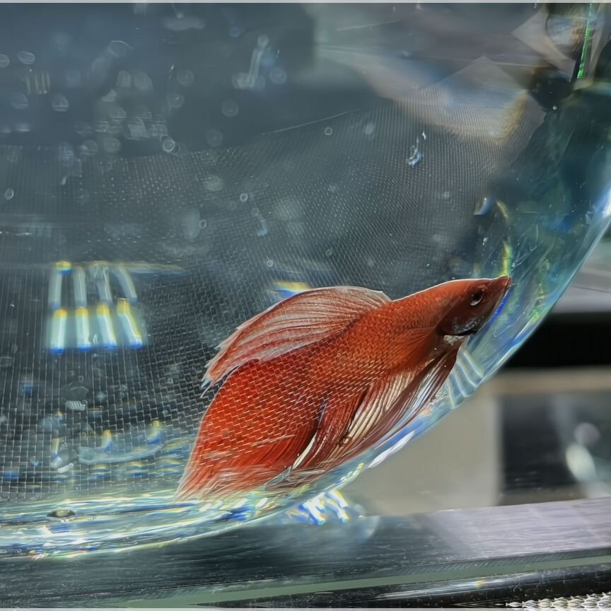 Аквариумные рыбки петушки