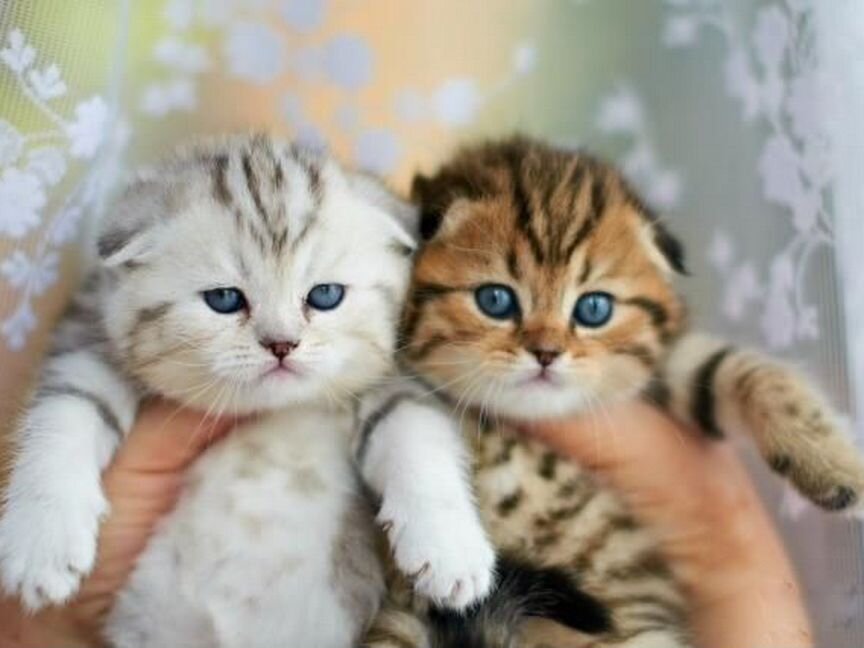 Шотландские вислоухие котята