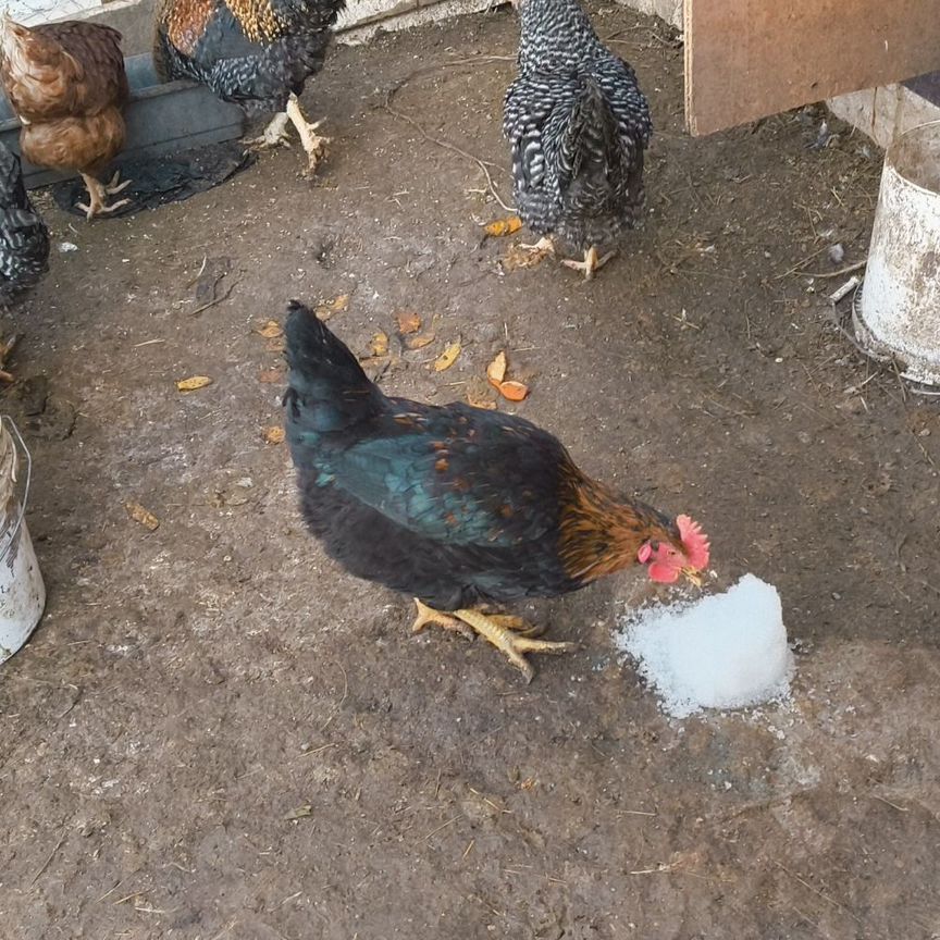 Молодые петушки