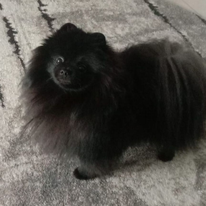 Померанский шпиц