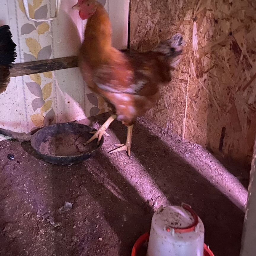 Молодые петухи