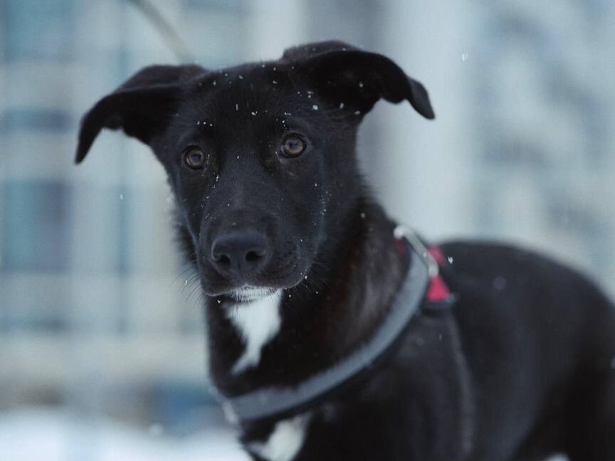 Собака в добрые руки