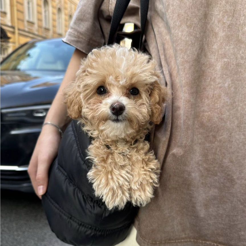 Переноска для собак