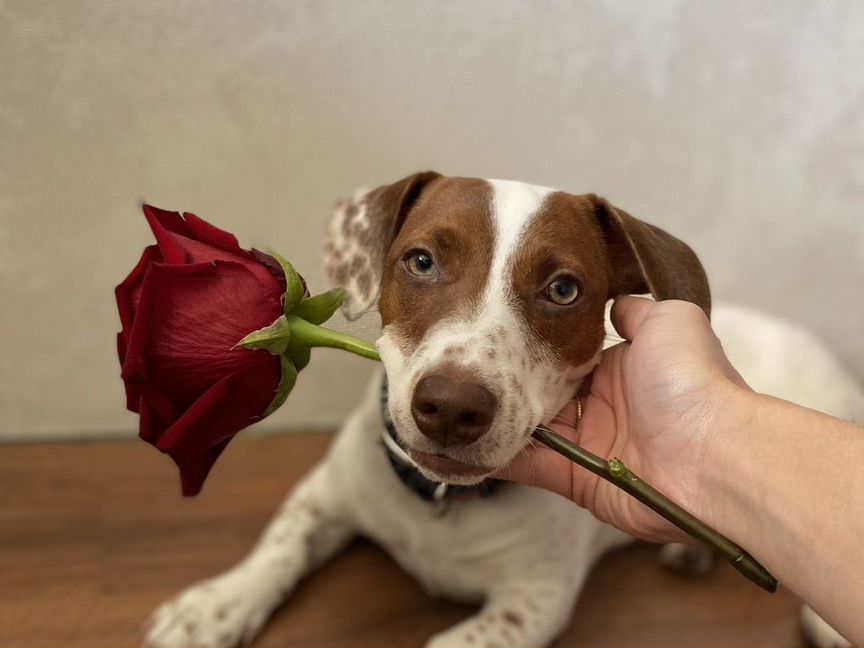 Вязка джек рассел терьер