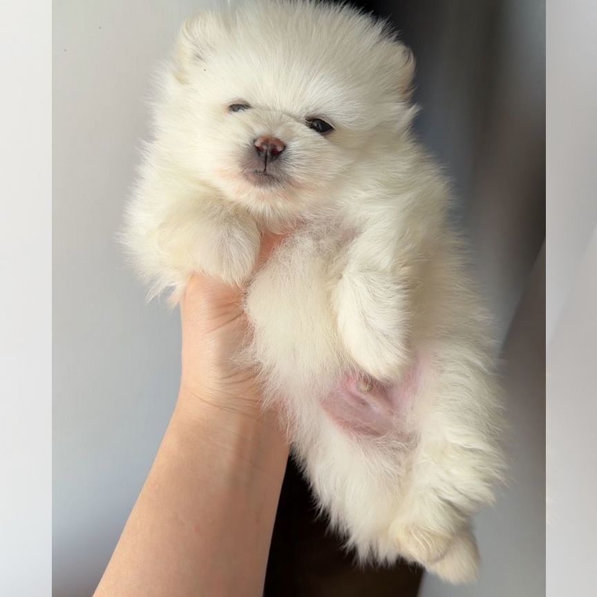 Померанский шпиц, щенок