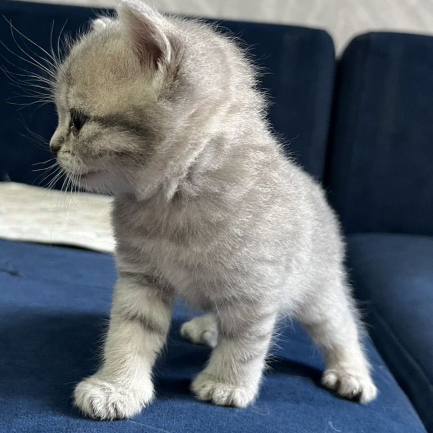 Британский короткошёрстный котёнок