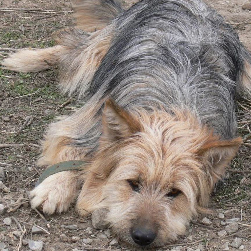 Взрослый пёс в добрые руки