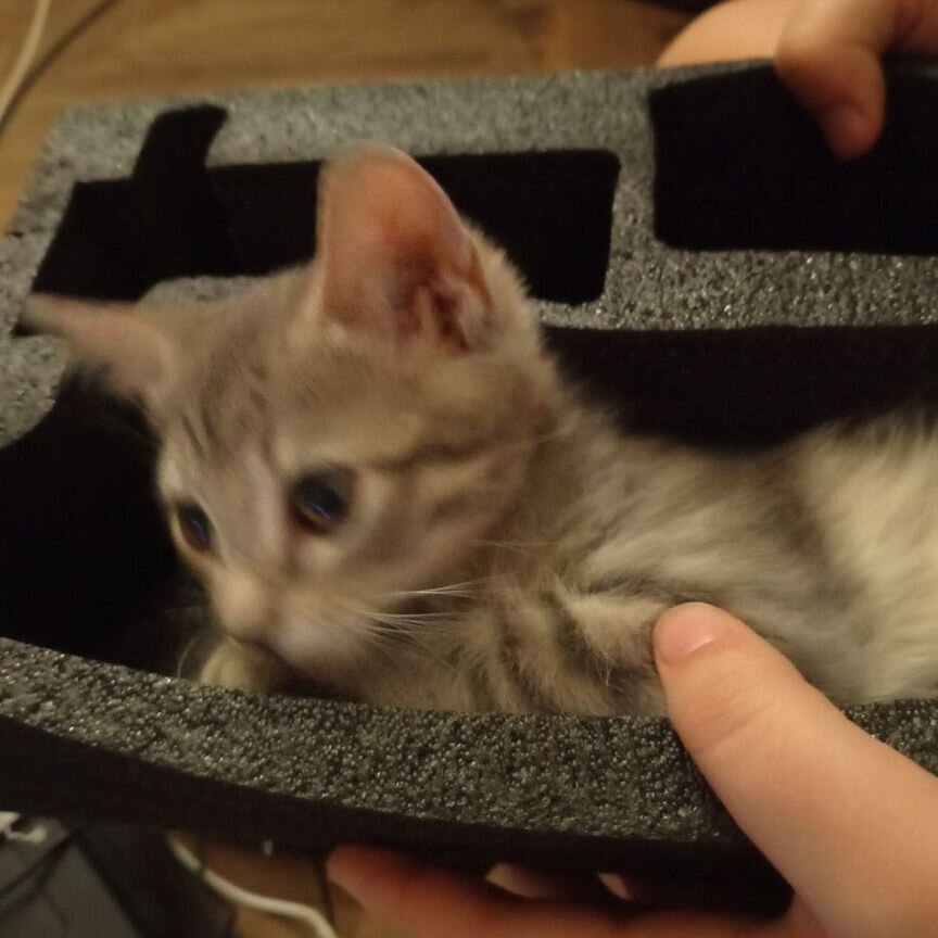 Котёнок в добрые руки
