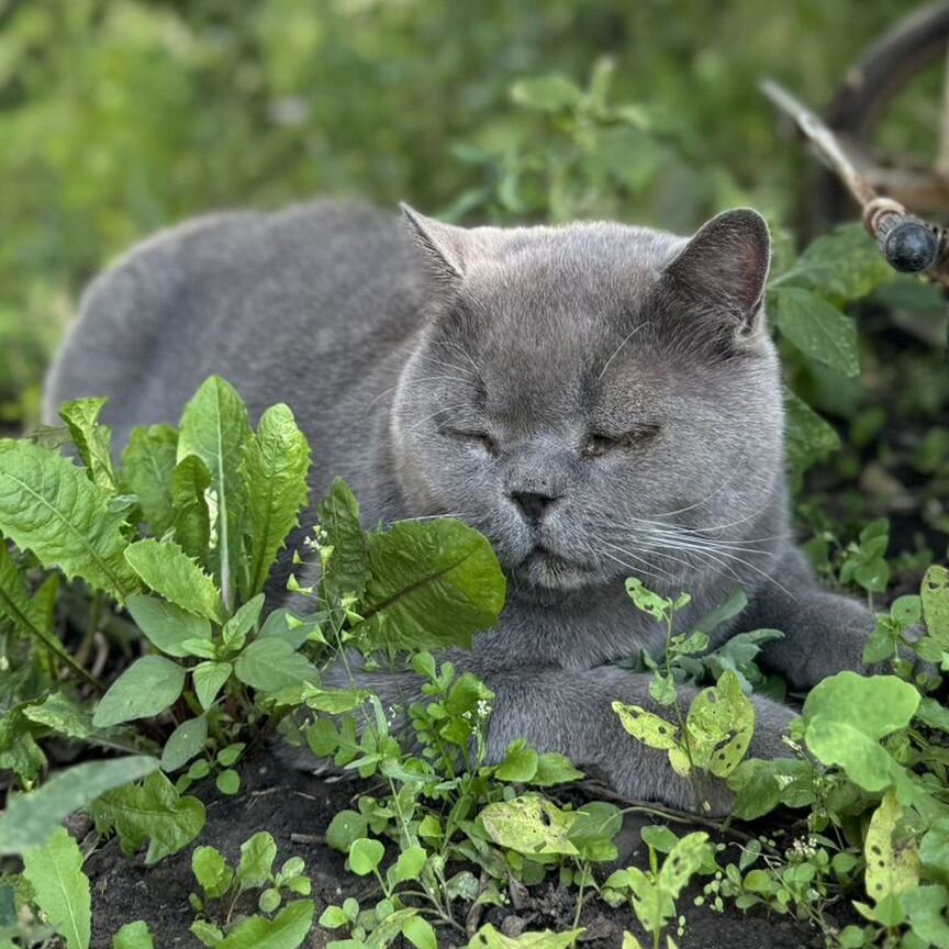 Британский кот Абрик
