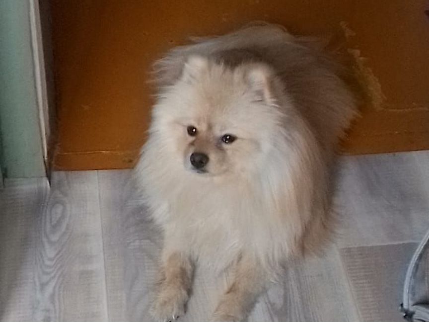 Померанский шпиц вязка кобель