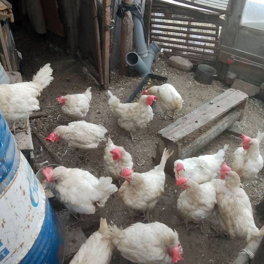 Куры несушки продам