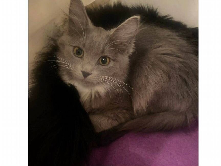 Роскошная красавица - котенок ищет семью