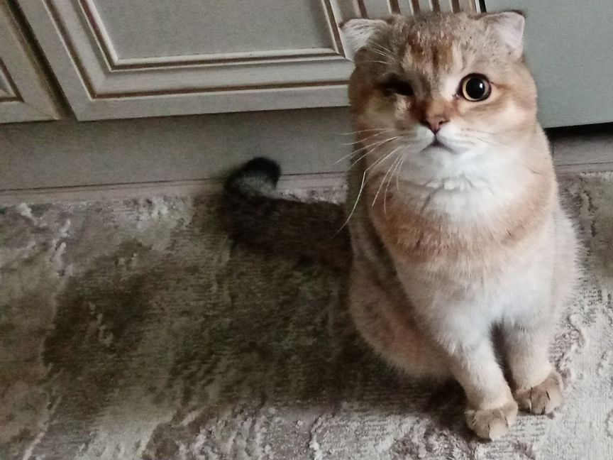 Молодой кот золотая шиншилла