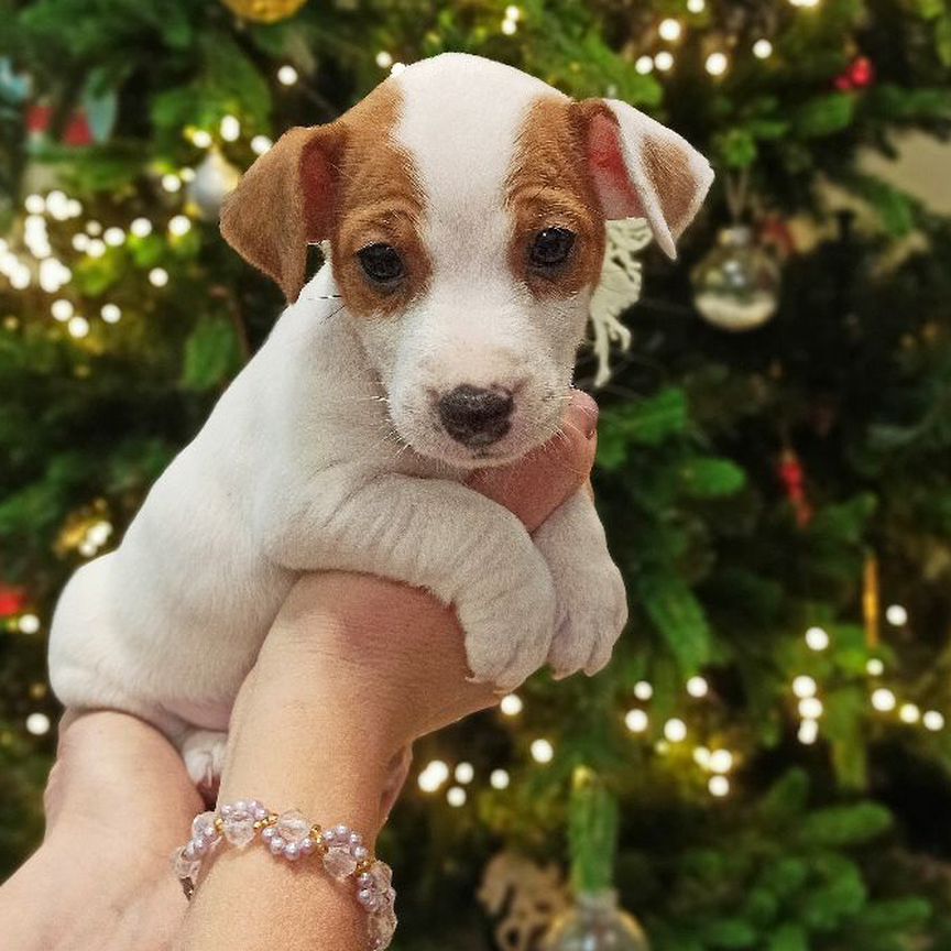 Джек-рассел-терьер, щенок