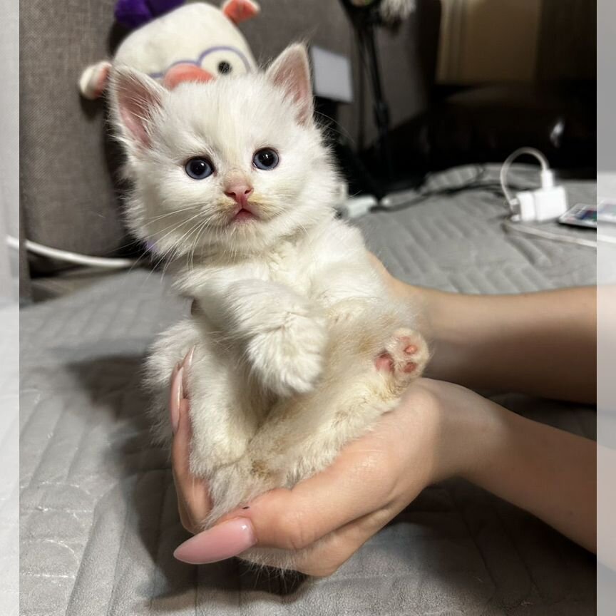 Котёнок от частного владельца