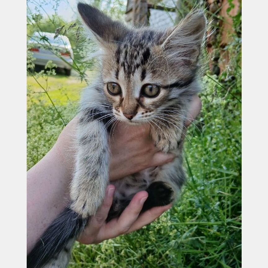 Котята в добрые руки бесплатно