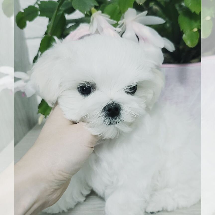 Мальтийская болонка, щенок