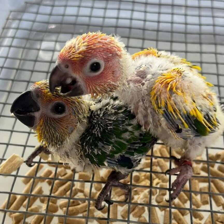 Попугай аратинга ендайя выкормш птенец