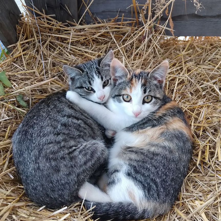 Котята в добрые руки бесплатно