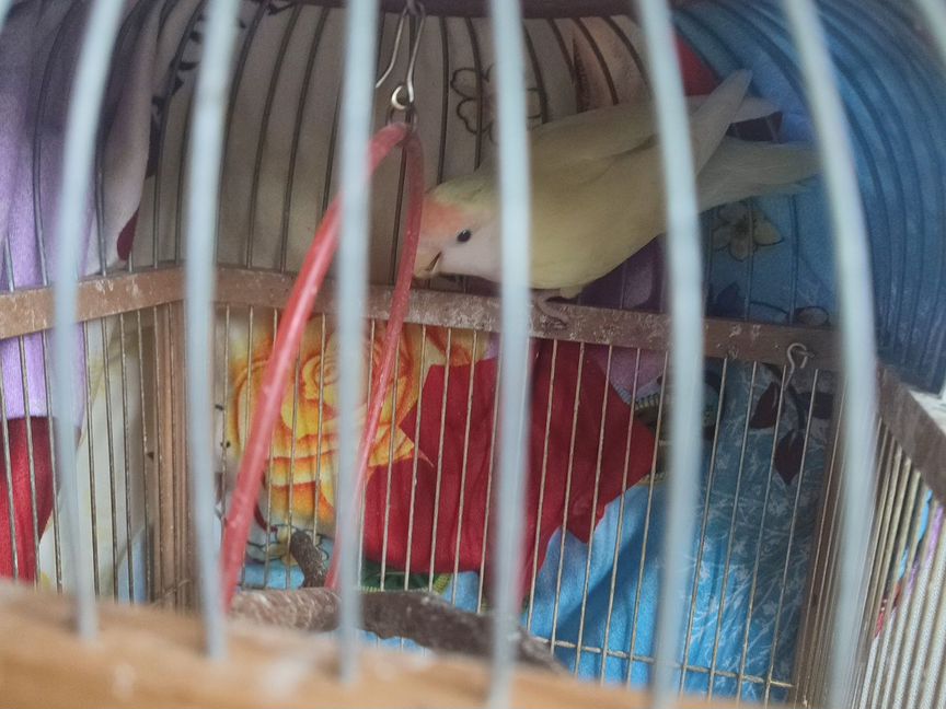 Неразлучка