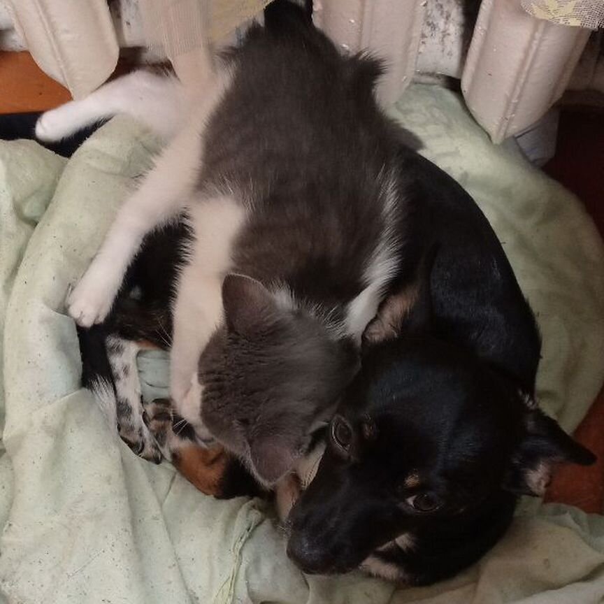 Маленькая собачка