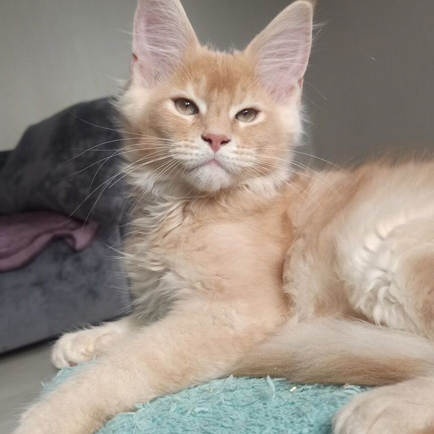 Котята мейн-кун серебристых окрасов