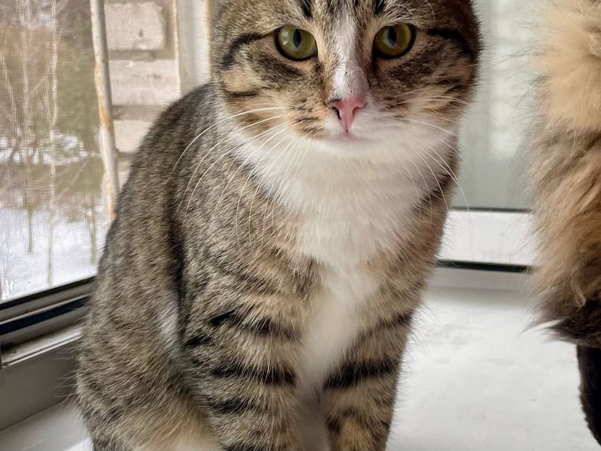 Котик в добрые руки