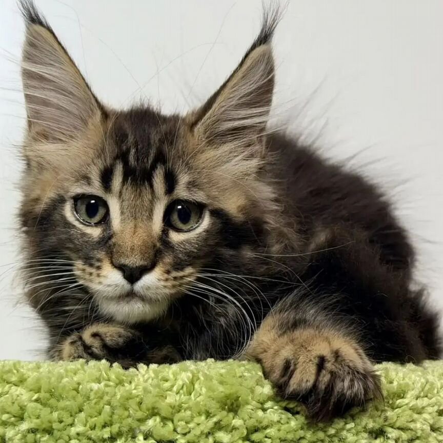 Мейн-кун котёнок