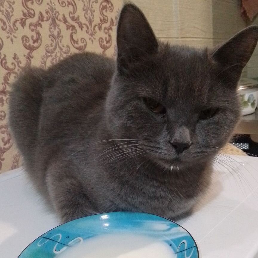 Найдена кошка британка
