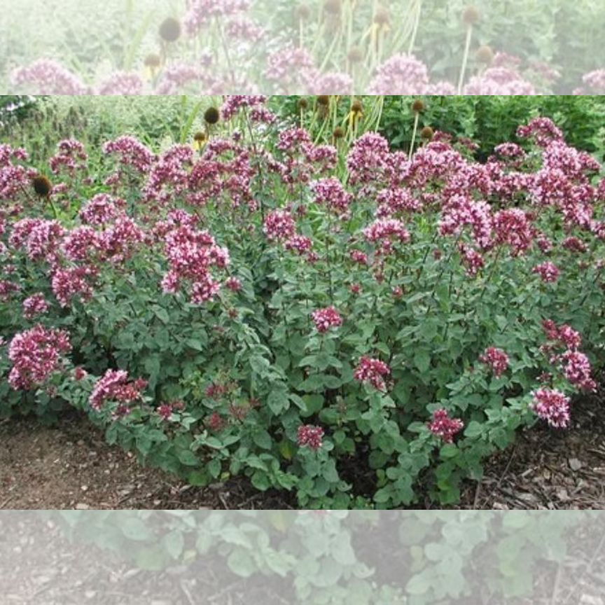 Сено для грызунов