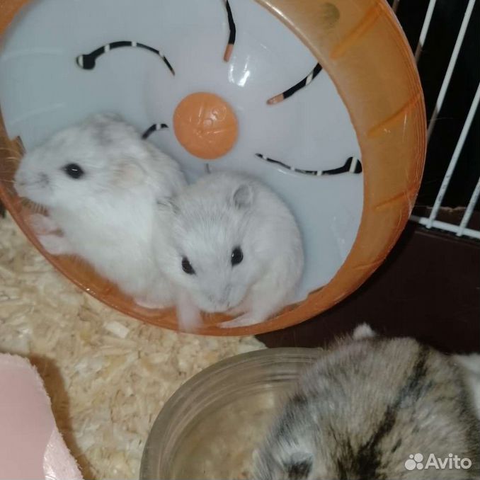 Джунгарский хомяк белый