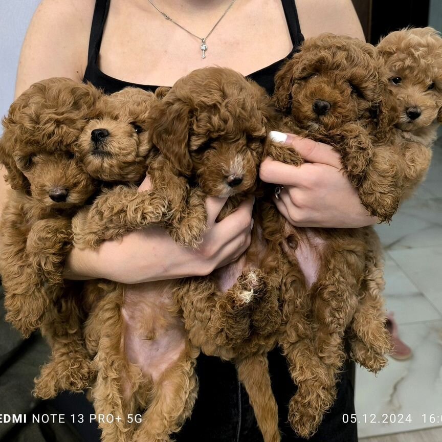 Той-пудель, миниатюра