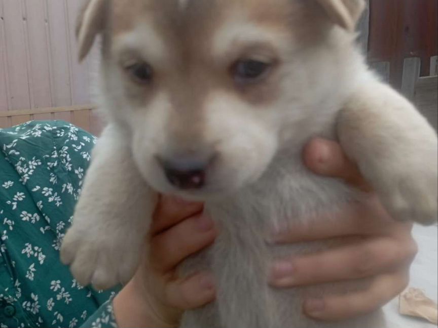 Девочка Снежа, 2 мес