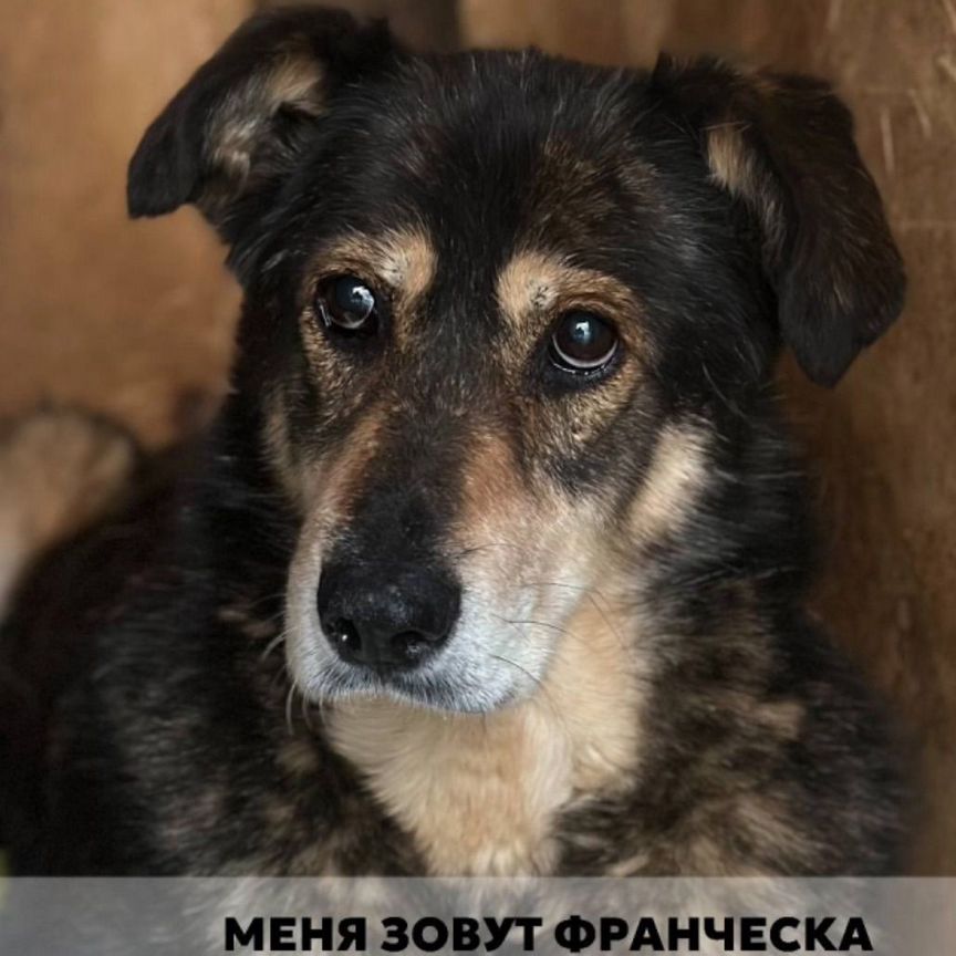 Взрослая собака в добрые руки